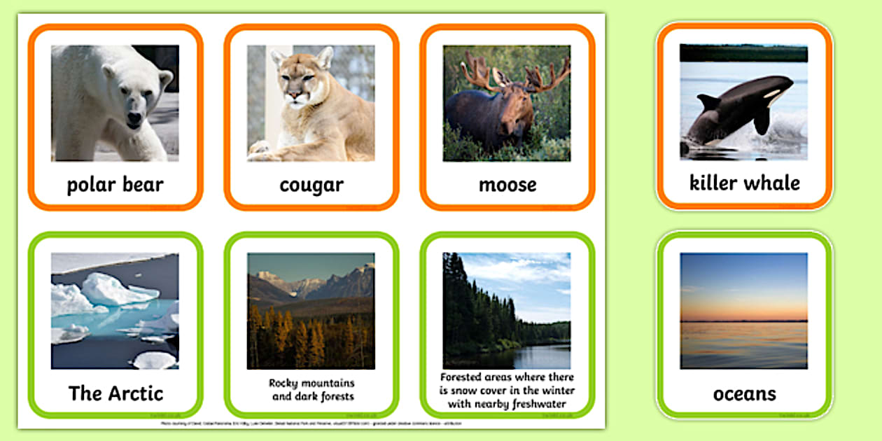 Animal Habitats Matching Cards (teacher made) - Twinkl