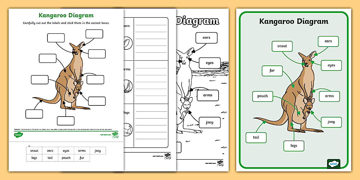 Kangaroo Diagram Pack - Twinkl