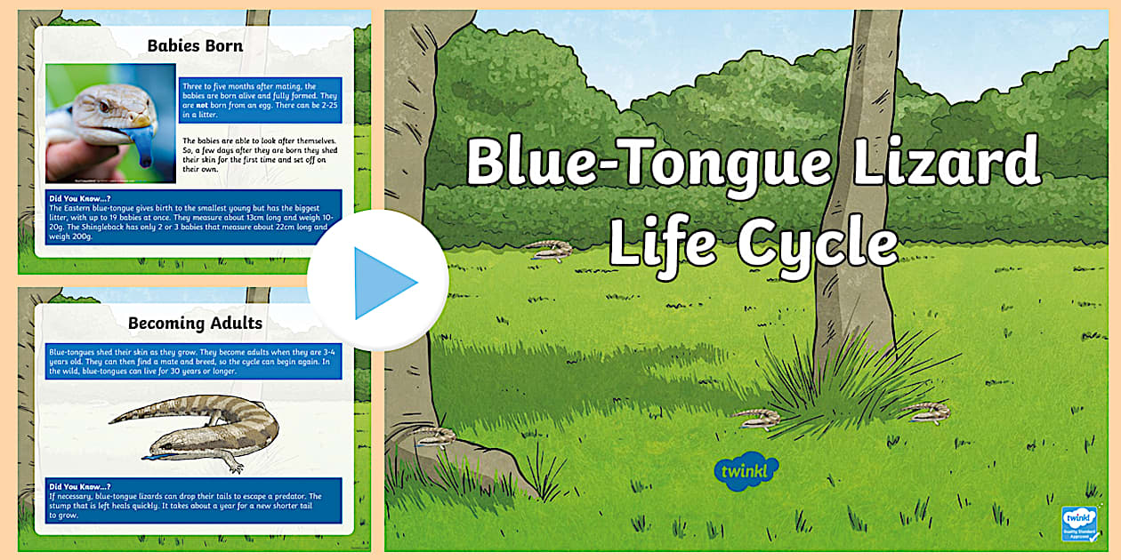 Blue-Tongue Lizard PowerPoint | Reptile Life Cycle | Twinkl