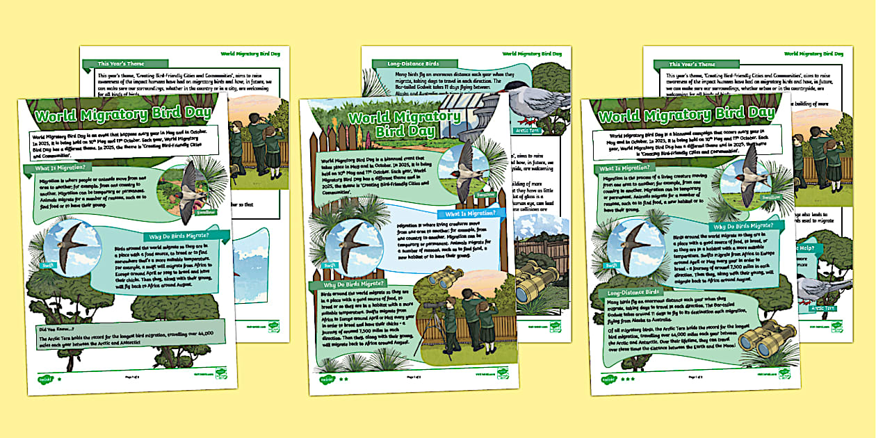 LKS2 World Migratory Bird Day Differentiated Reading Comprehension