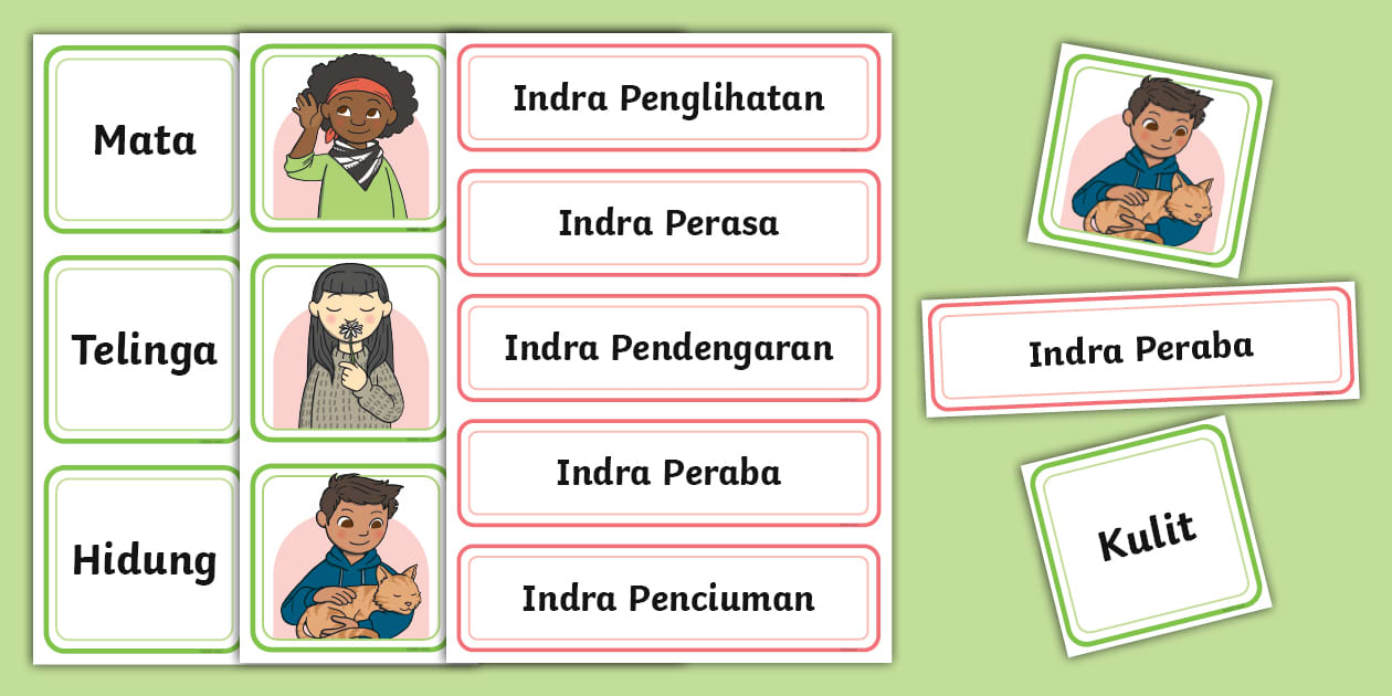 Kartu Pengingat Pancaindra (professor feito) - Twinkl