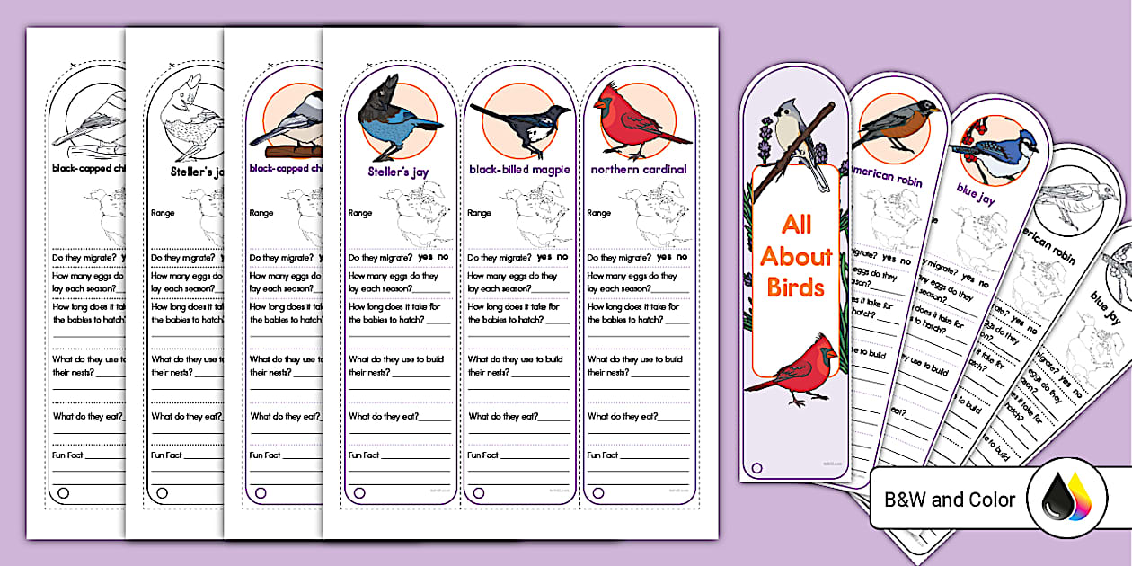 Bird Information and Facts Activity for Kids | Twinkl USA