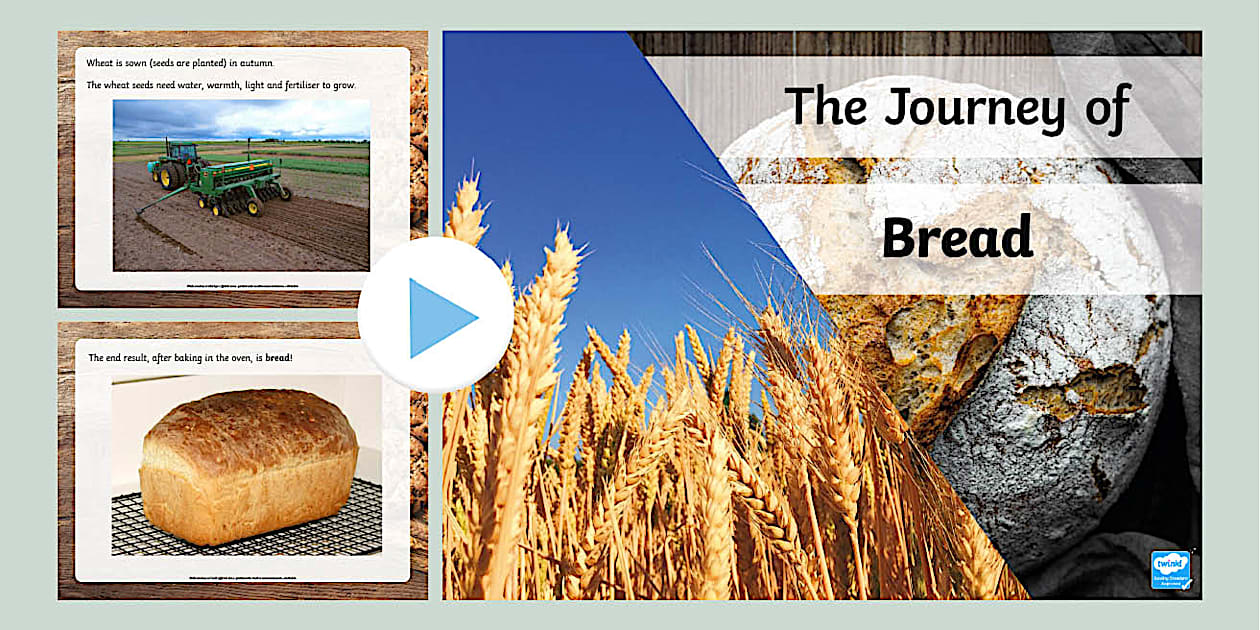 The Journey of Bread PowerPoint (teacher made) - Twinkl