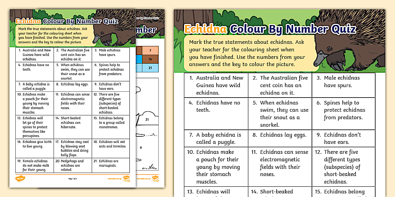 Echidna Colour By Number Quiz (teacher made) - Twinkl