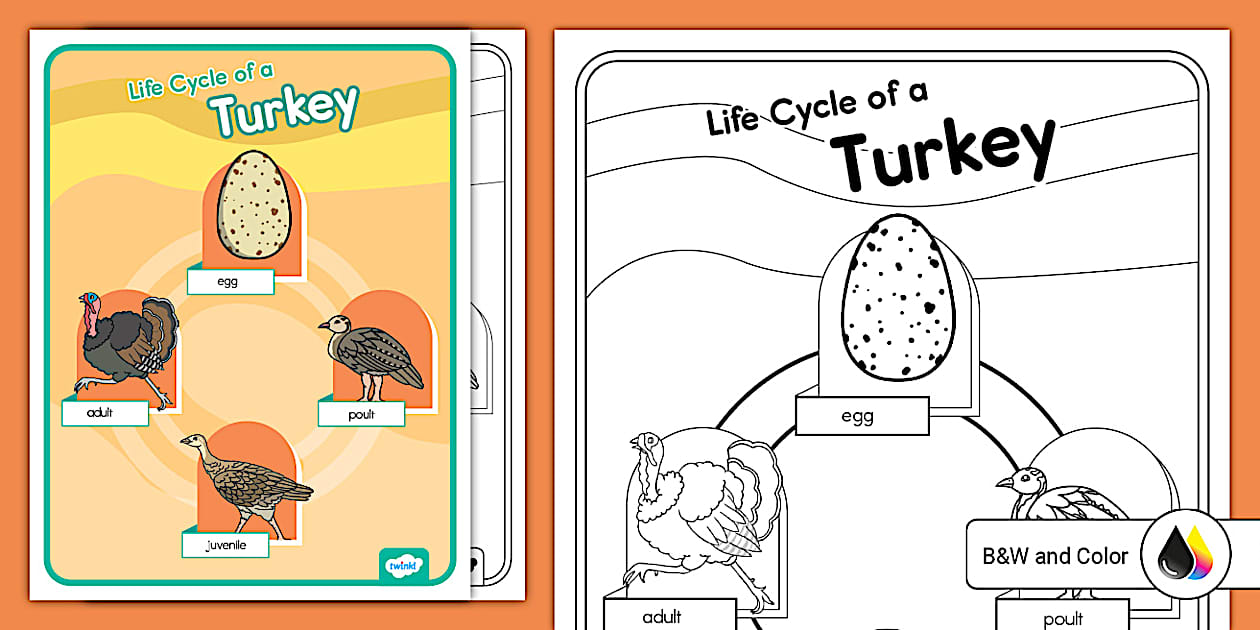Life Cycle of a Turkey Poster (teacher made) - Twinkl
