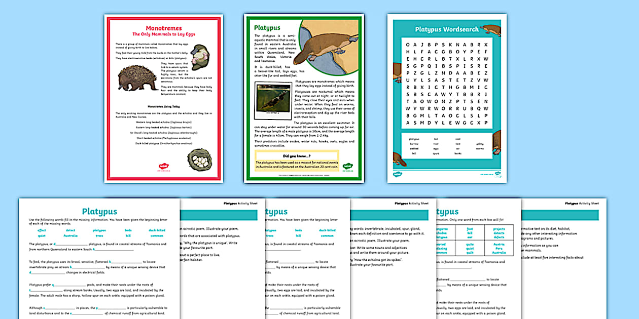 Platypus Resource Pack (teacher made) - Twinkl