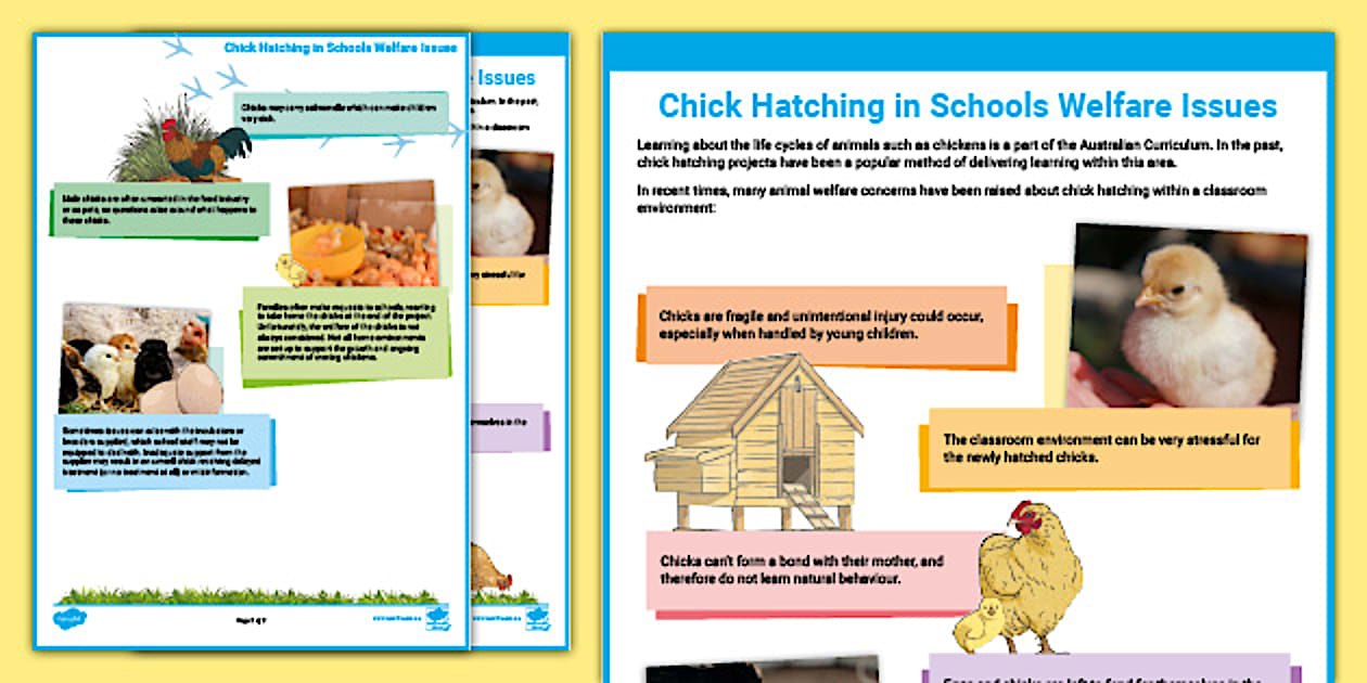 Chick Hatching in Schools - Welfare Issues Fact Sheet