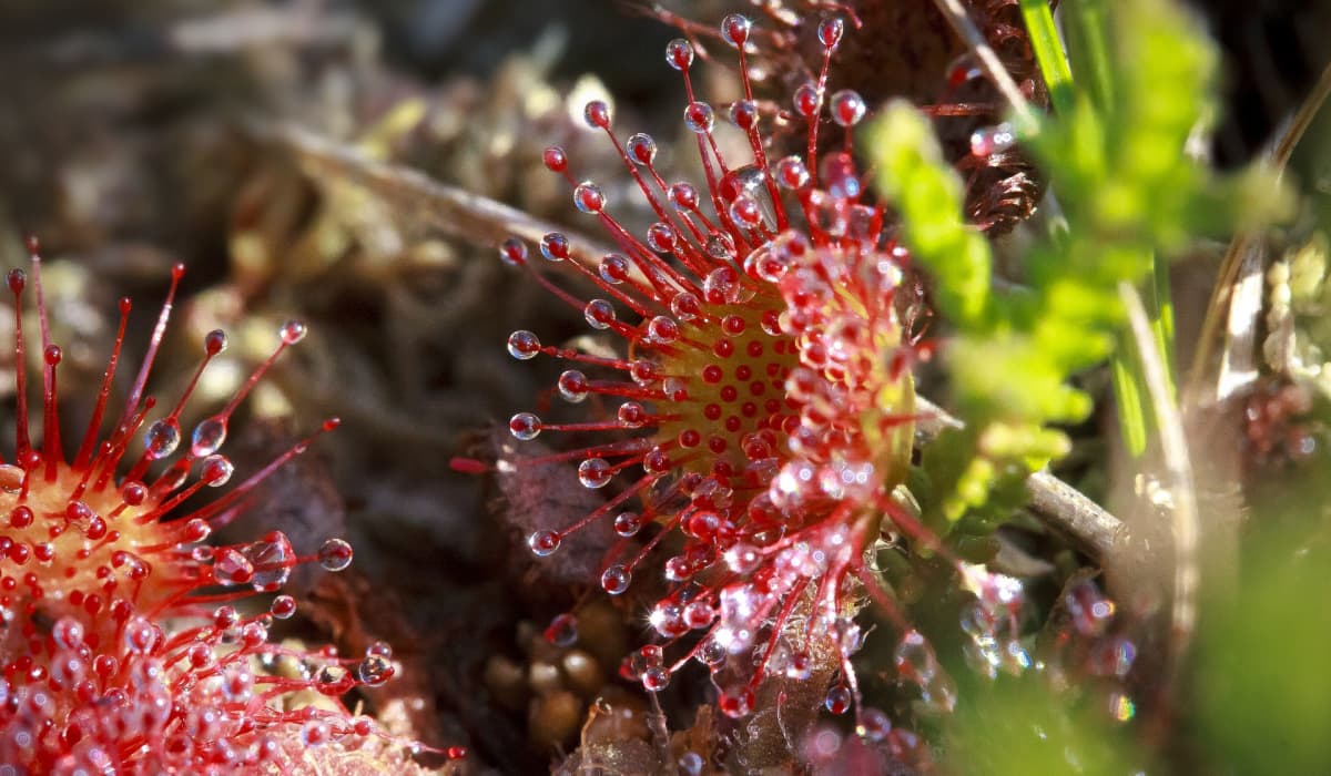 Insect-Eating Plants - Twinkl NewsRoom - Twinkl
