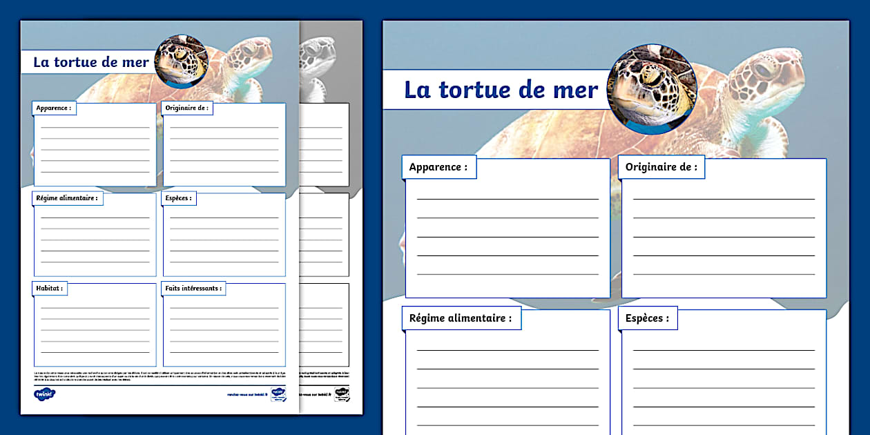 * NEW * Fiche d'informations : La tortue de mer - Twinkl