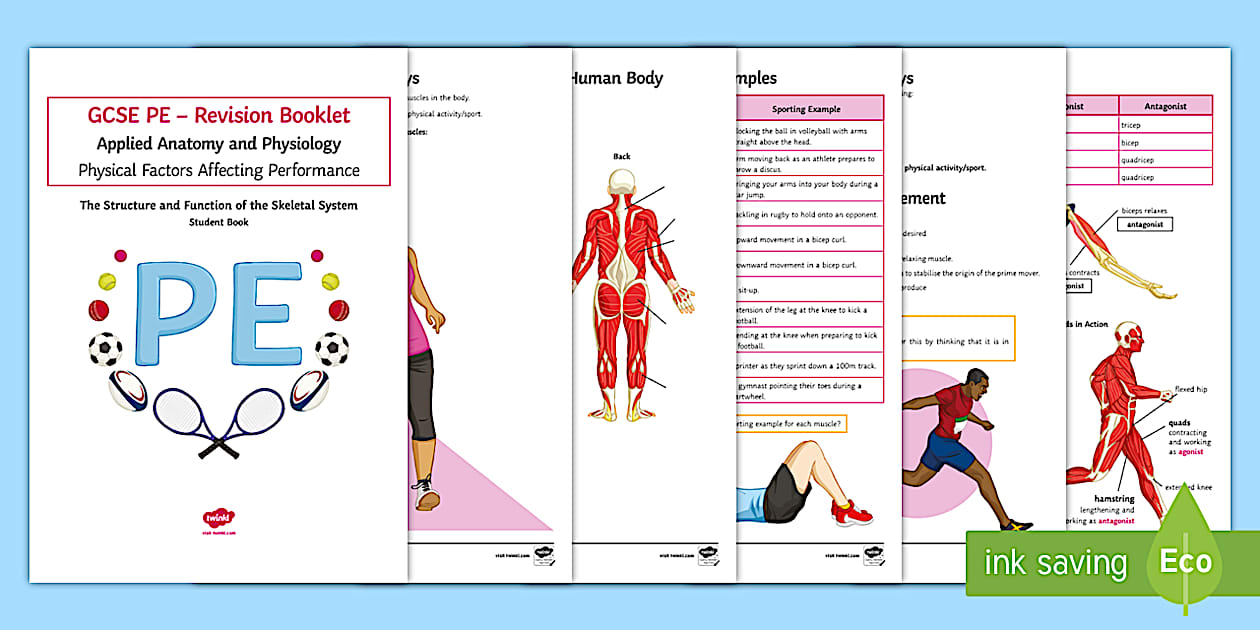 GCSE PE: The Structure and Function of the Muscular System Revision Booklet