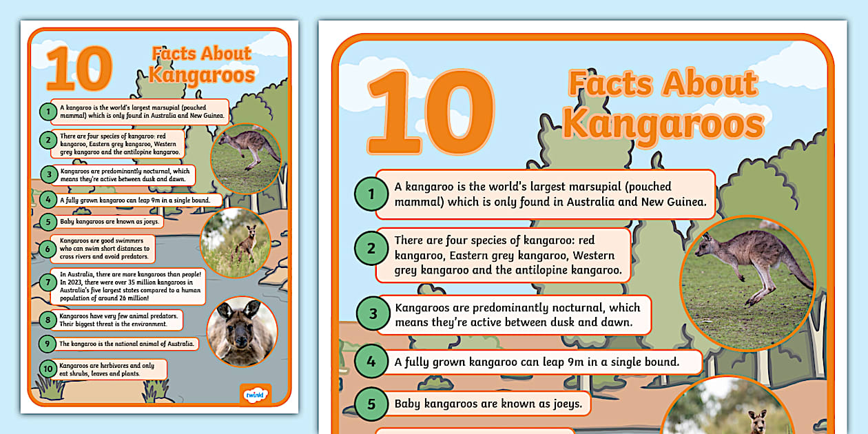 10 Facts About Kangaroos Display Poster (professor feito)