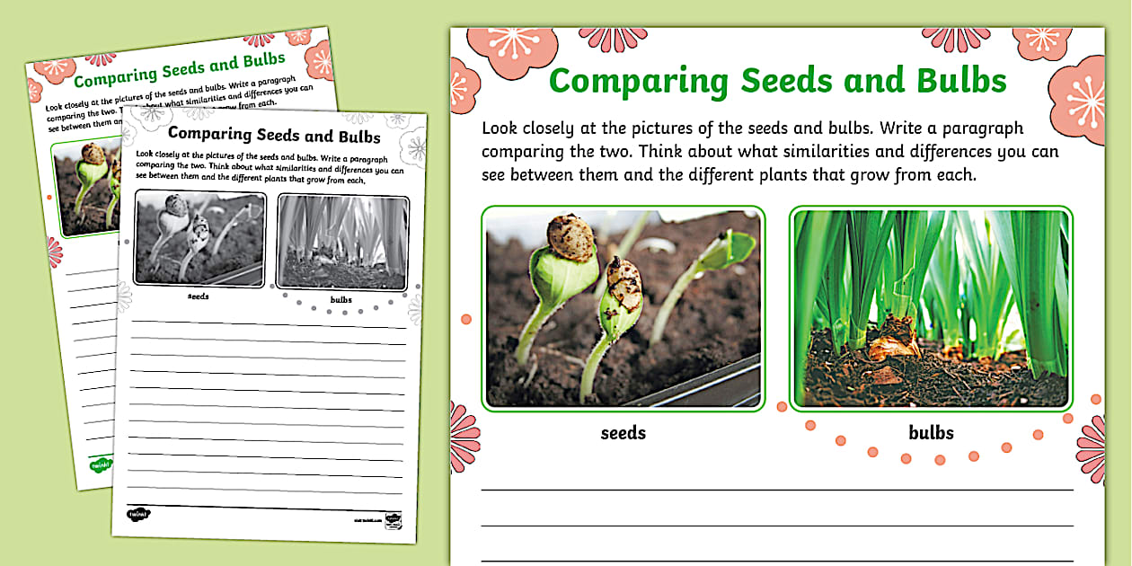 Comparing Seeds and Bulbs Worksheet (teacher made) - Twinkl