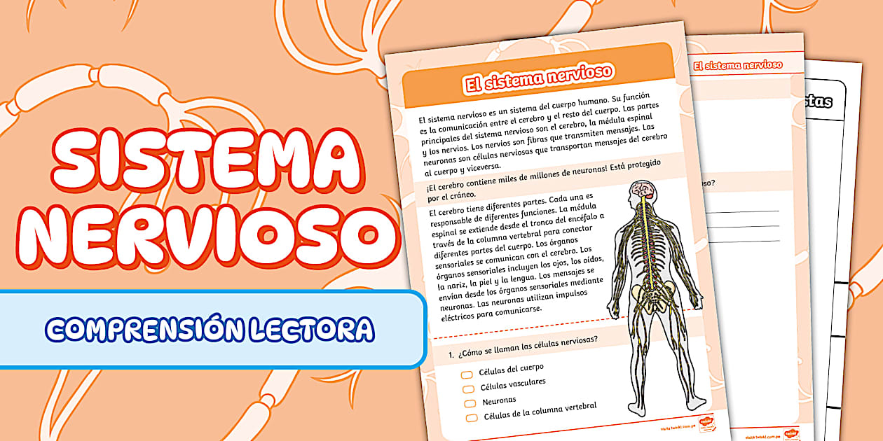 Texto informativo del sistema nervioso | Twinkl