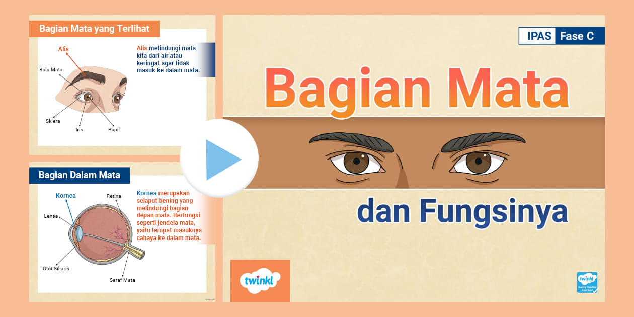 PowerPoint Bagian-Bagian Mata dan Fungsinya (teacher made)
