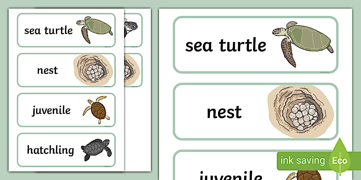 Sea Turtle Life Cycle Word Cards (under the Sea) - Twinkl