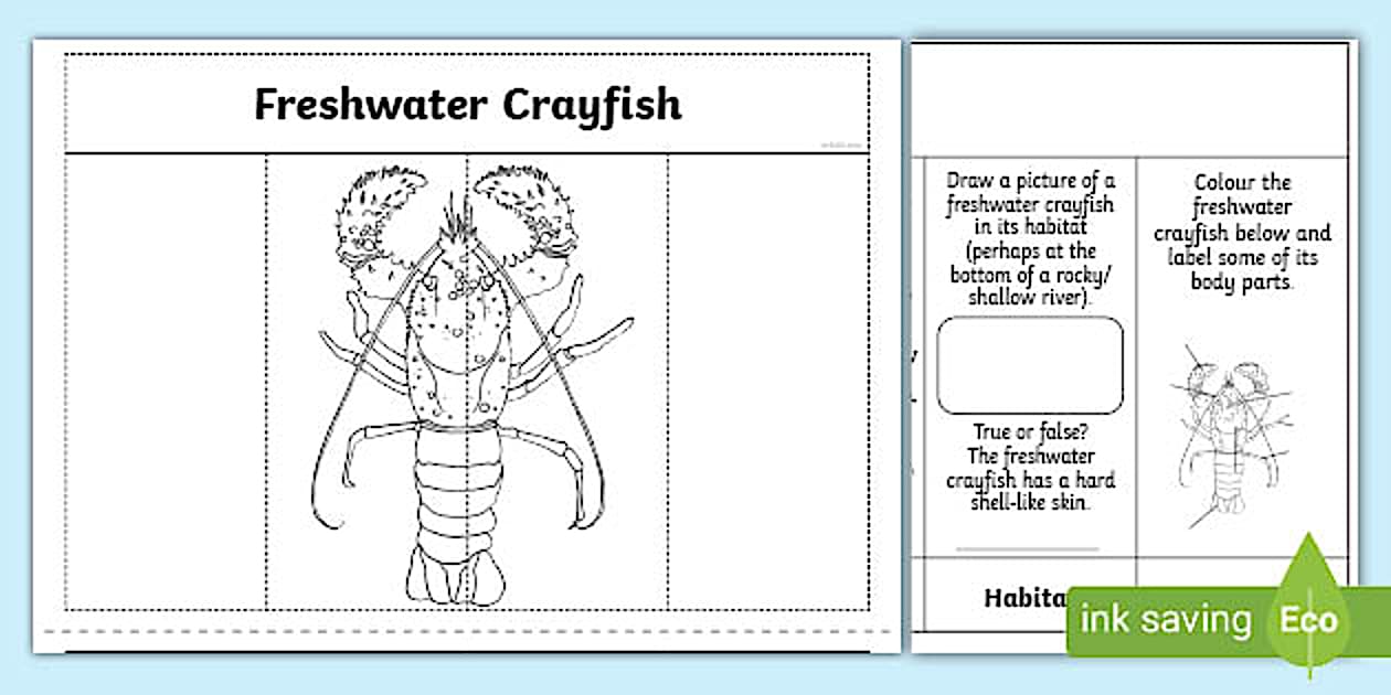 Freshwater Crayfish Fact File Flap Book (Teacher-Made)