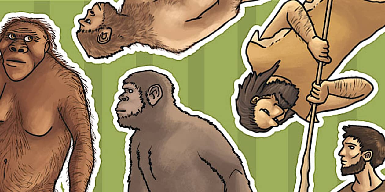 Human Evolution Display Cut Outs (teacher made) - Twinkl