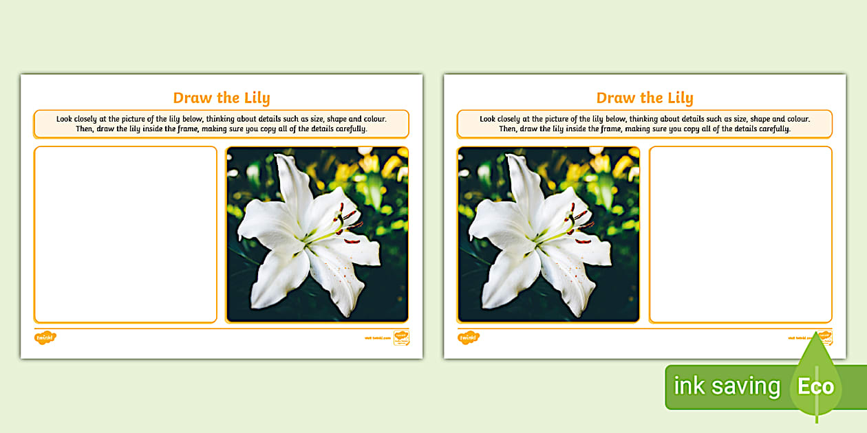 Draw the Lily Art Activity (teacher made) - Twinkl