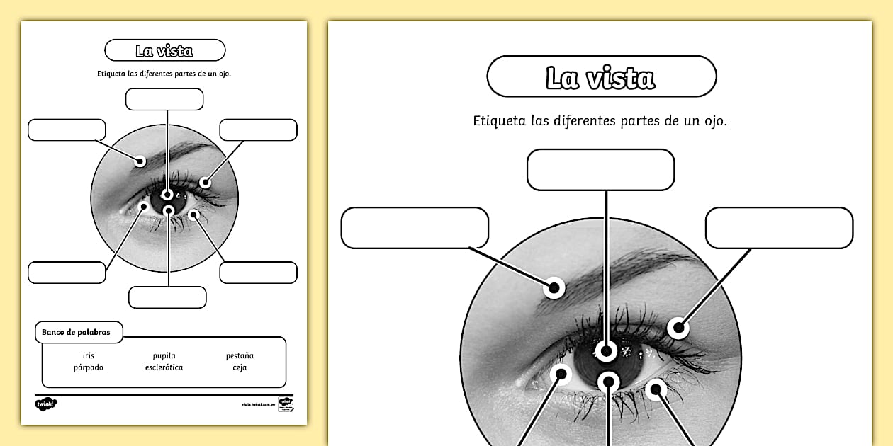 Ficha de actividad: El sentido de la vista (Primaria baja)