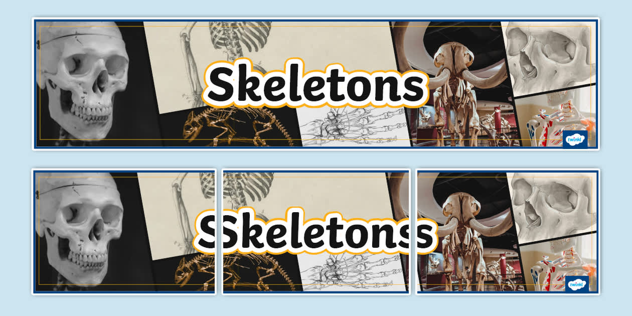 Skeletons Photo Display Banner - Twinkl Display - Twinkl