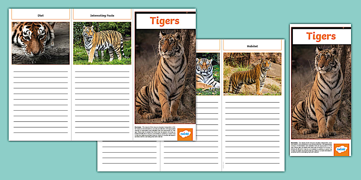Tigers Leaflet Template (teacher made) - Twinkl