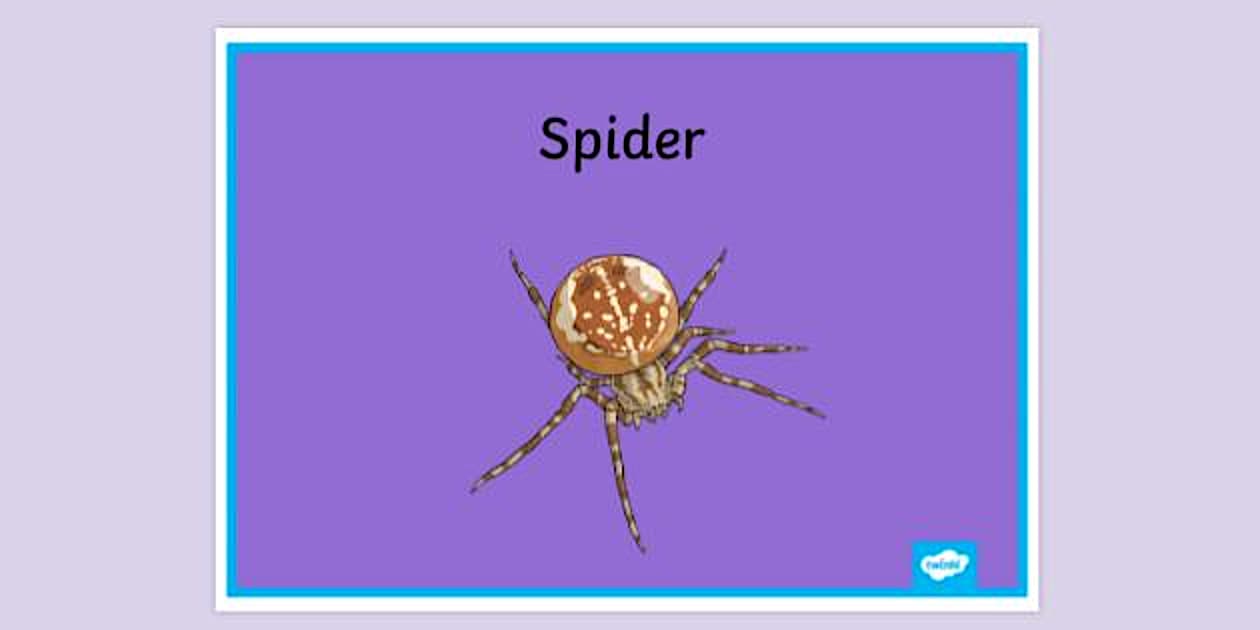 Realistic Spider Poster | Display Poster | Primary Resources
