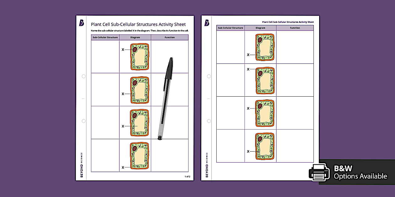 Plant Cell Sub-Cellular Structures Activity Sheet