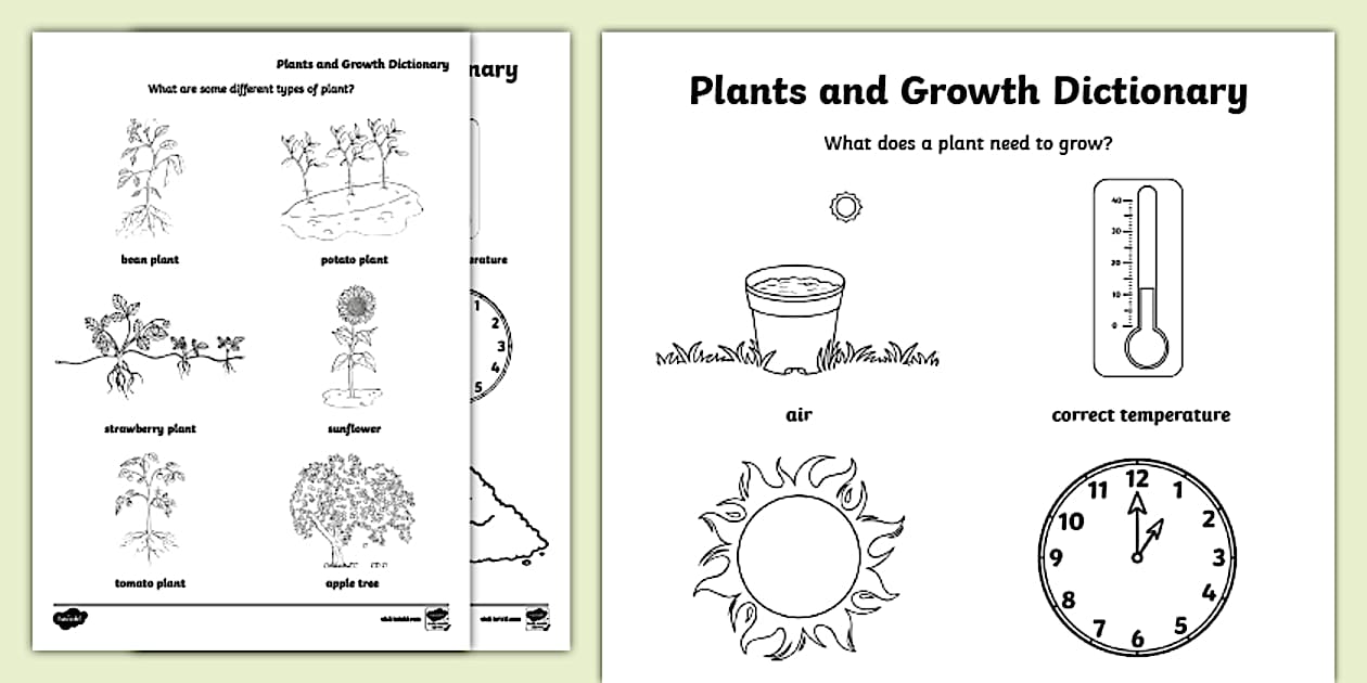 Plants and Growth Dictionary Colouring Sheets - Twinkl