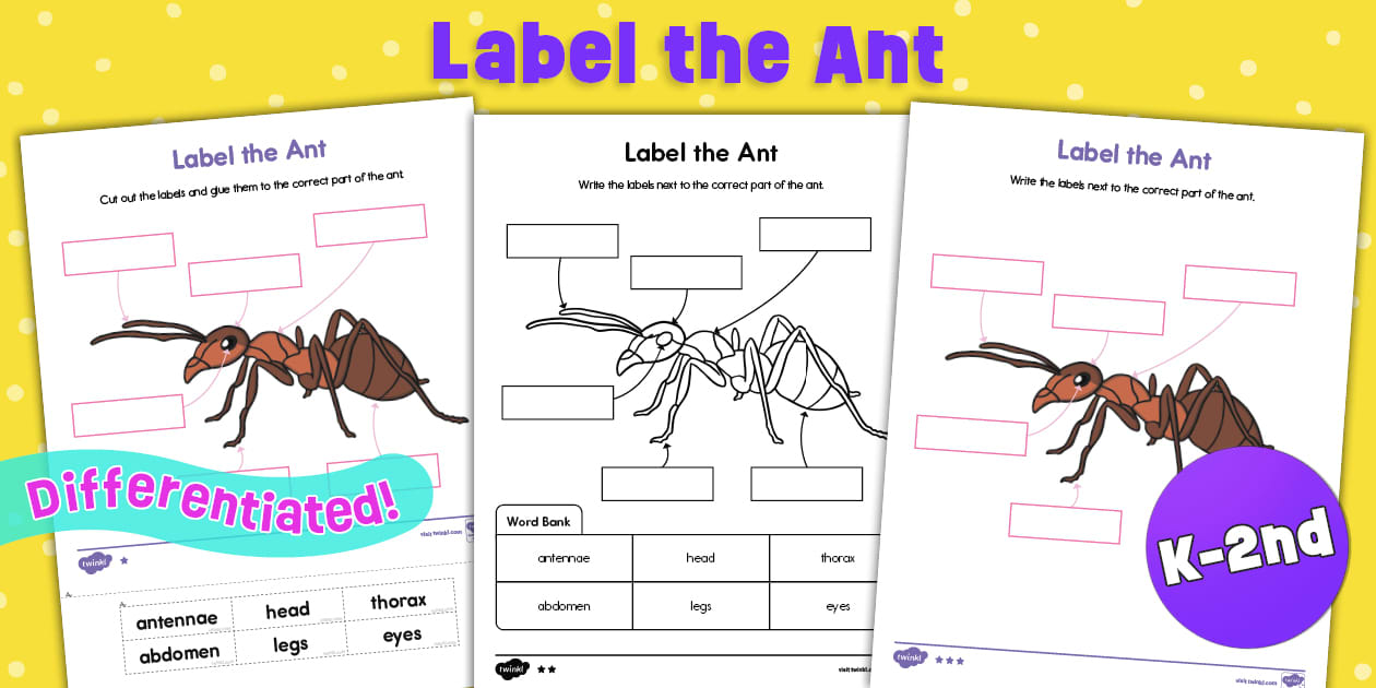 Label the Ant Differentiated Worksheet for K-2nd Grade