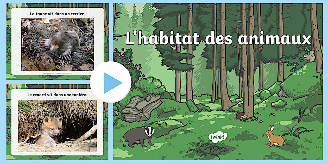 PowerPoint : L'habitat des animaux - Twinkl