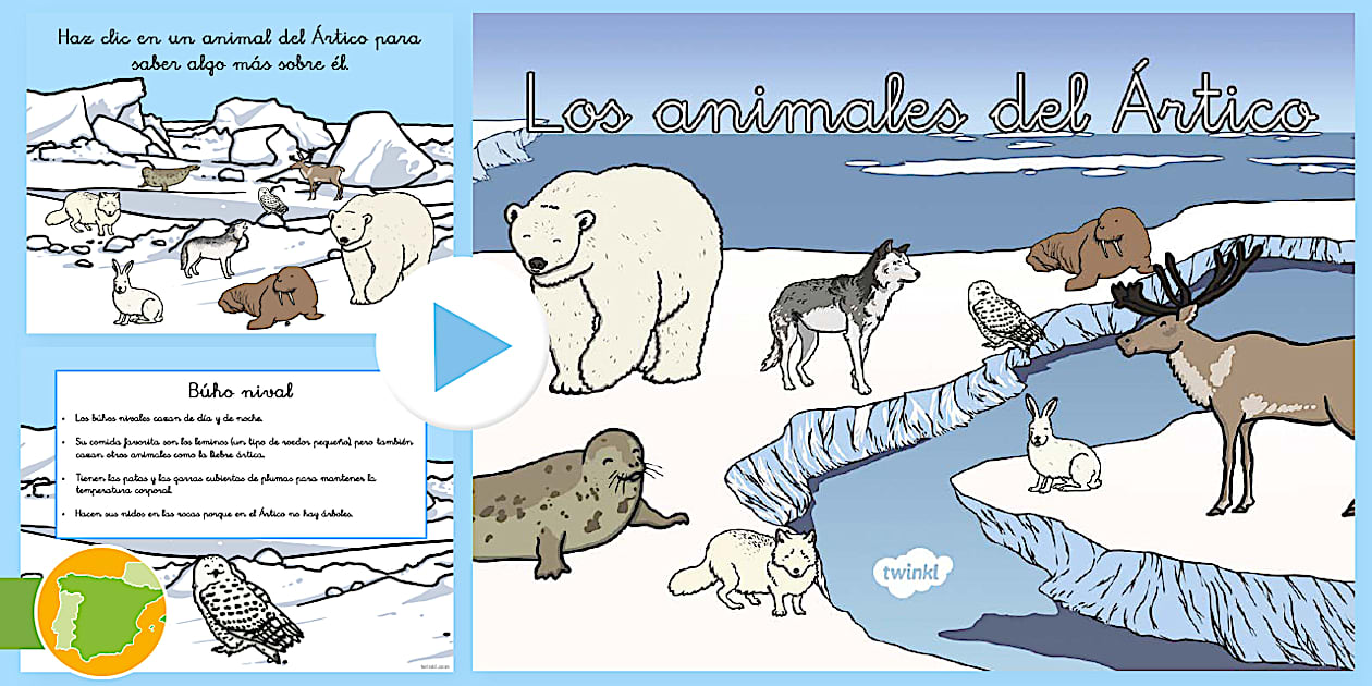 Presentación: Los animales del Ártico - Twinkl