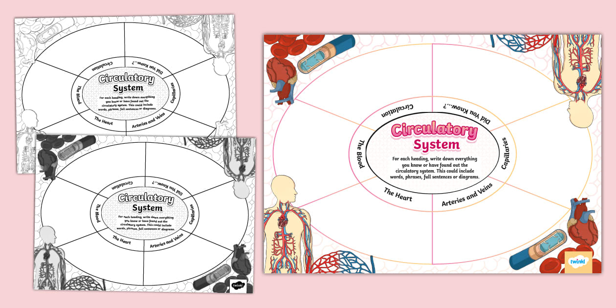 Circulatory System Around the Table (teacher made) - Twinkl