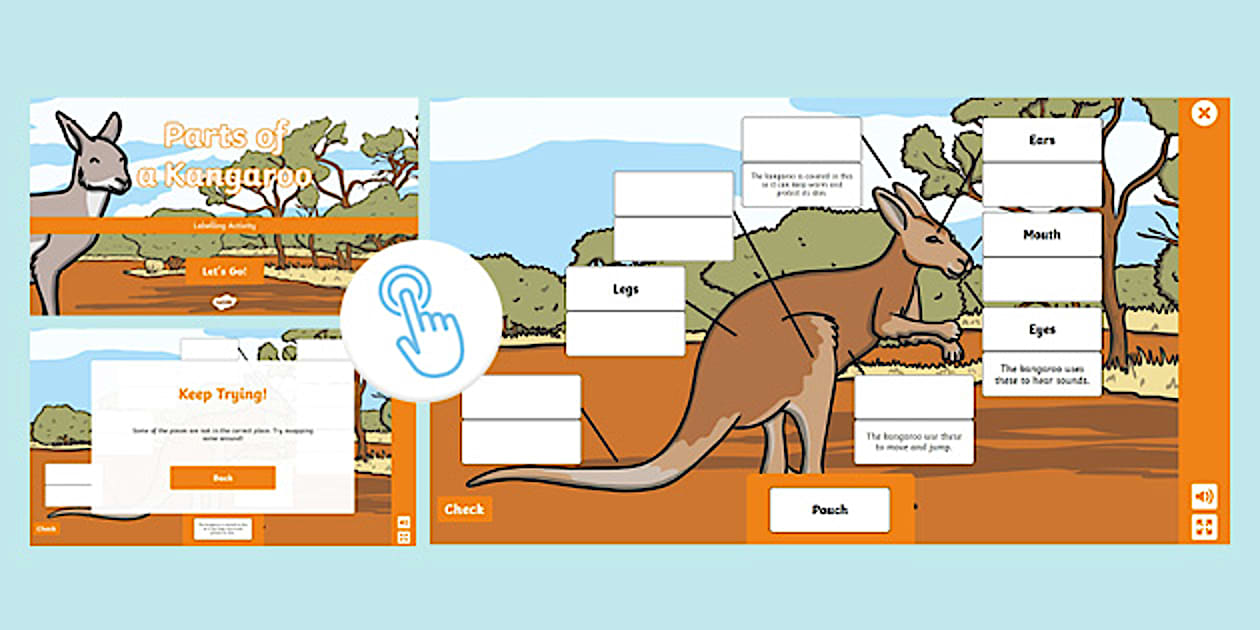 Parts of a Kangaroo Labelling Activity - Twinkl