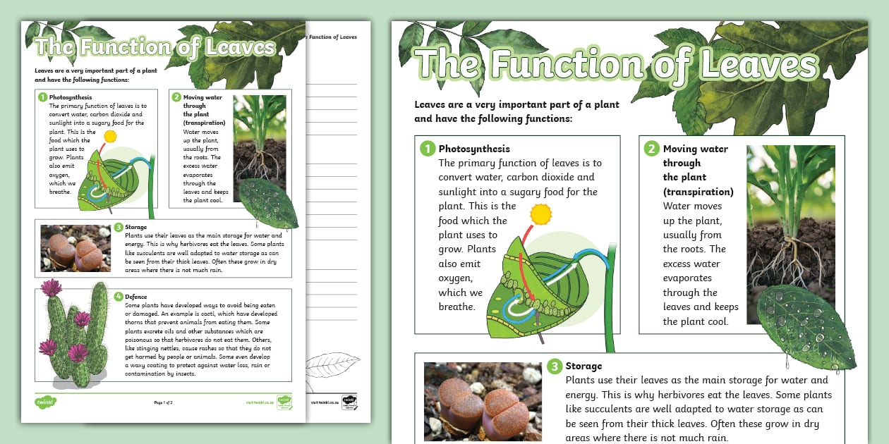 The Function of Leaves – Activity Sheet (teacher made)