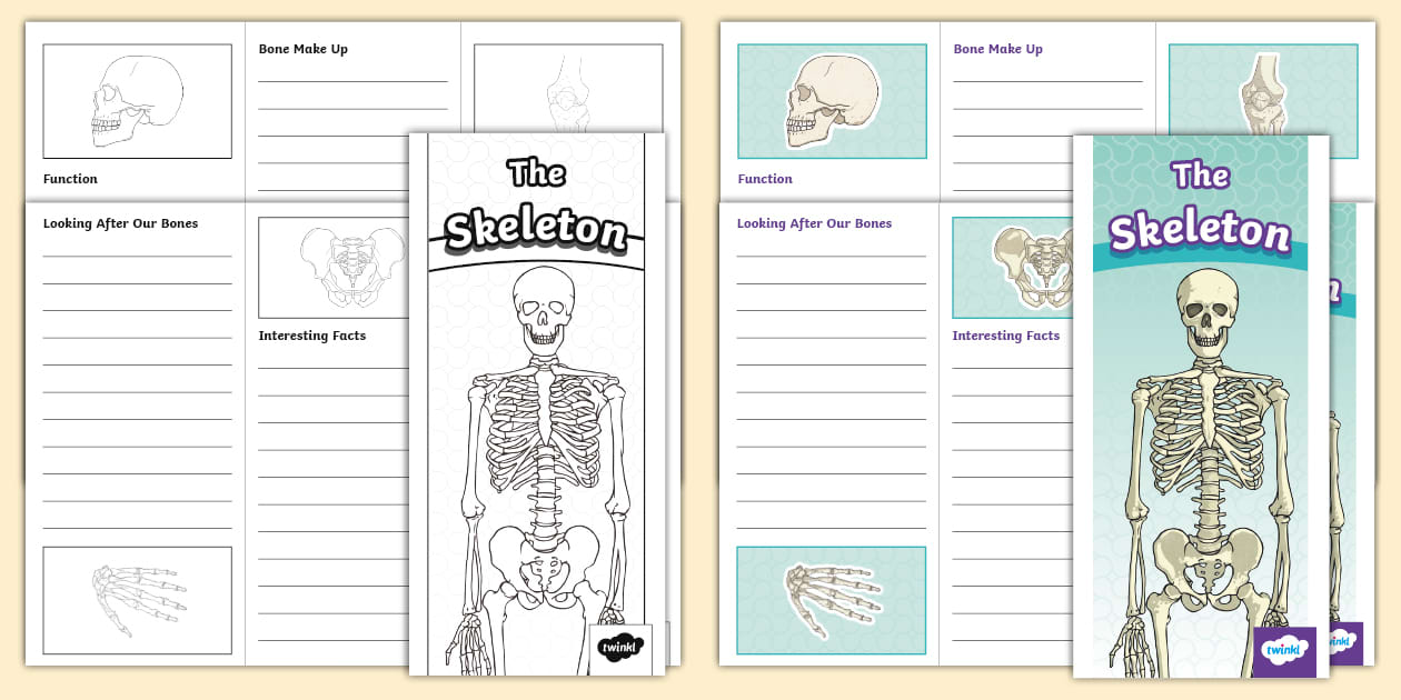 Skeleton Leaflet Template (teacher made) - Twinkl
