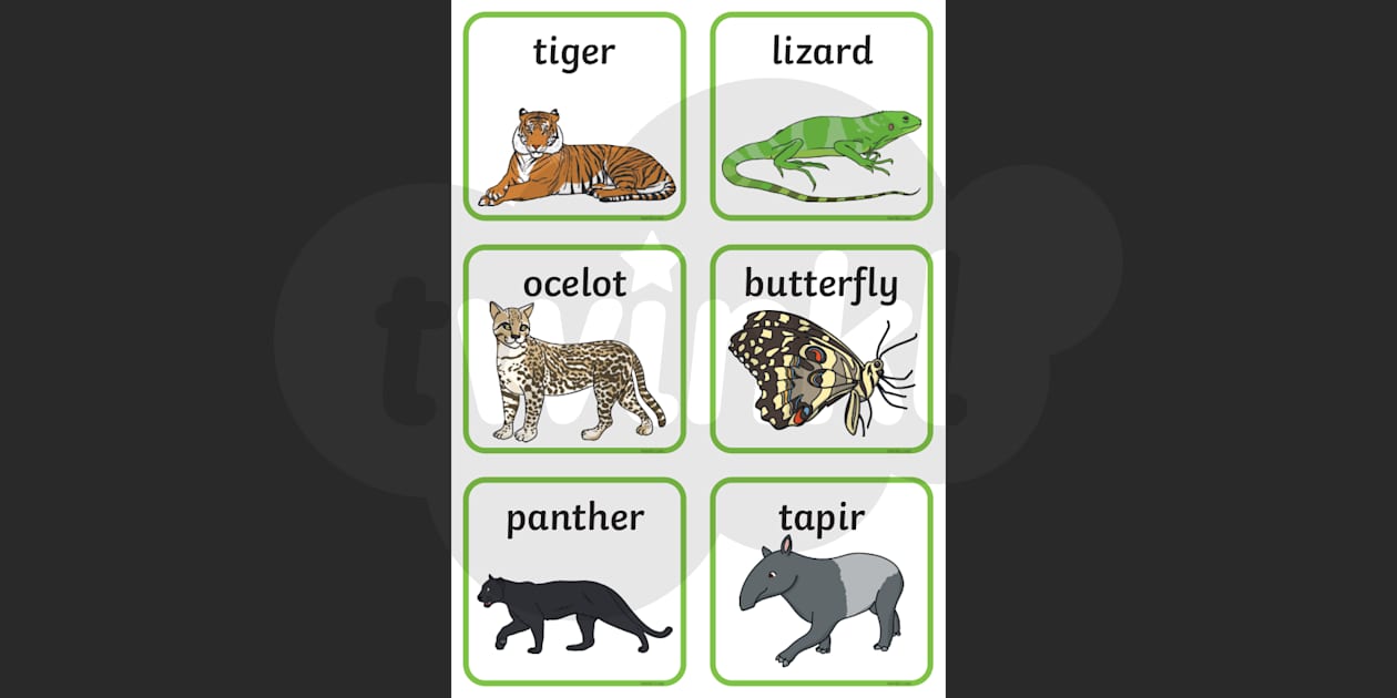 panther flashcard