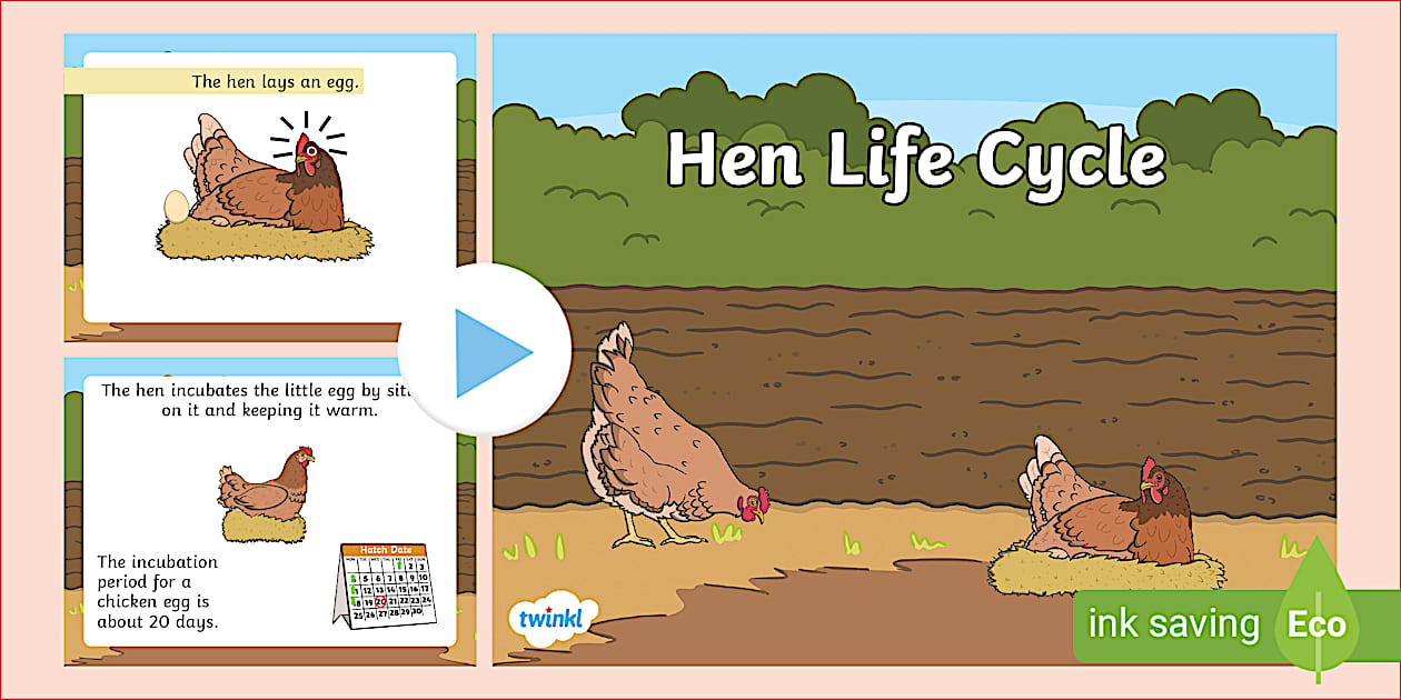 Life Cycle of a Hen PowerPoint | Hatching Chick Video