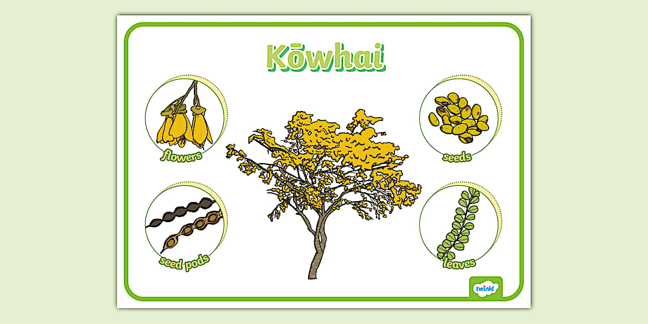Kōwhai Poster