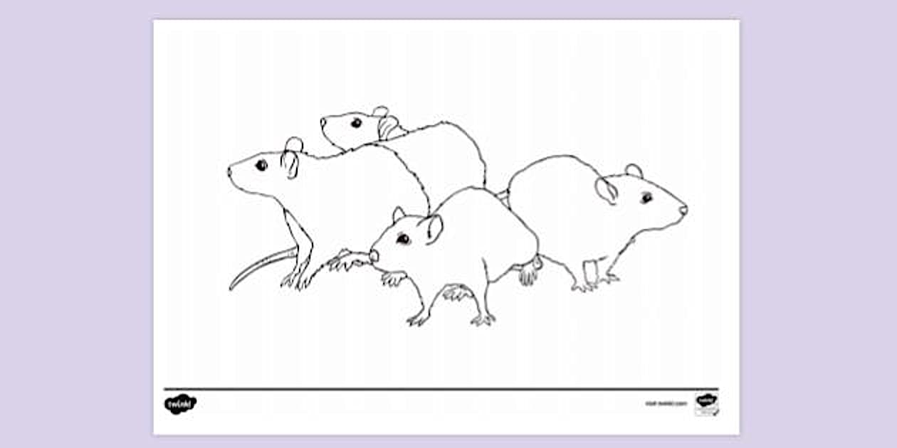The Rats Colouring | Colouring Sheets (teacher made)