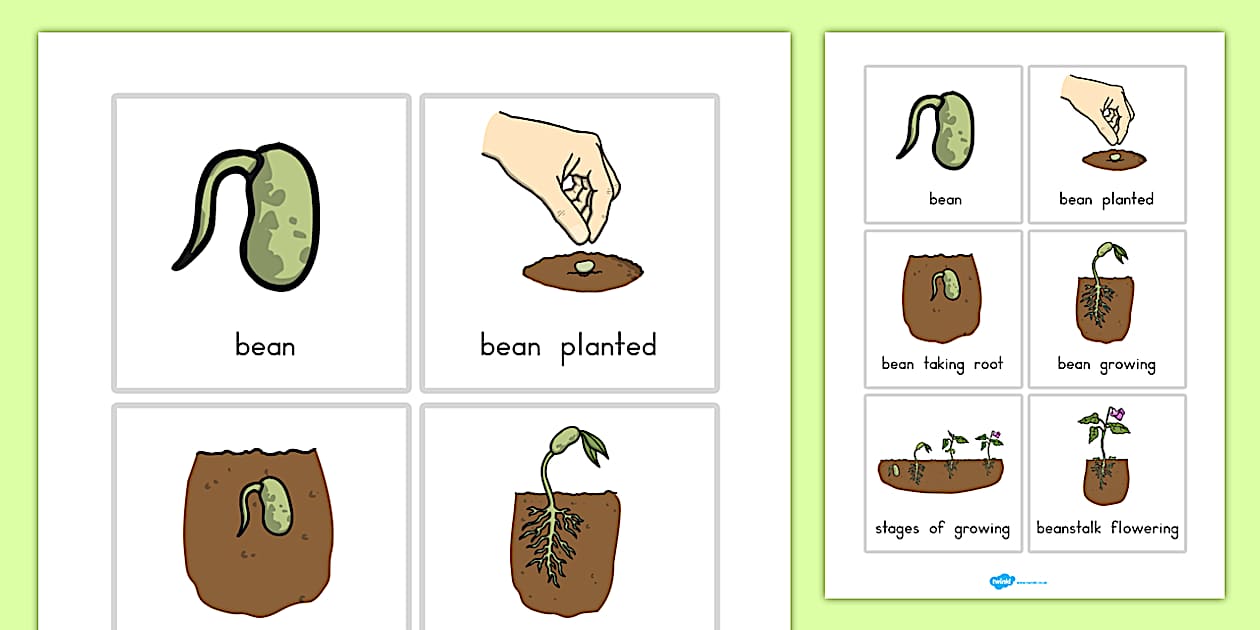 Beanstalk Stages (teacher made) - Twinkl