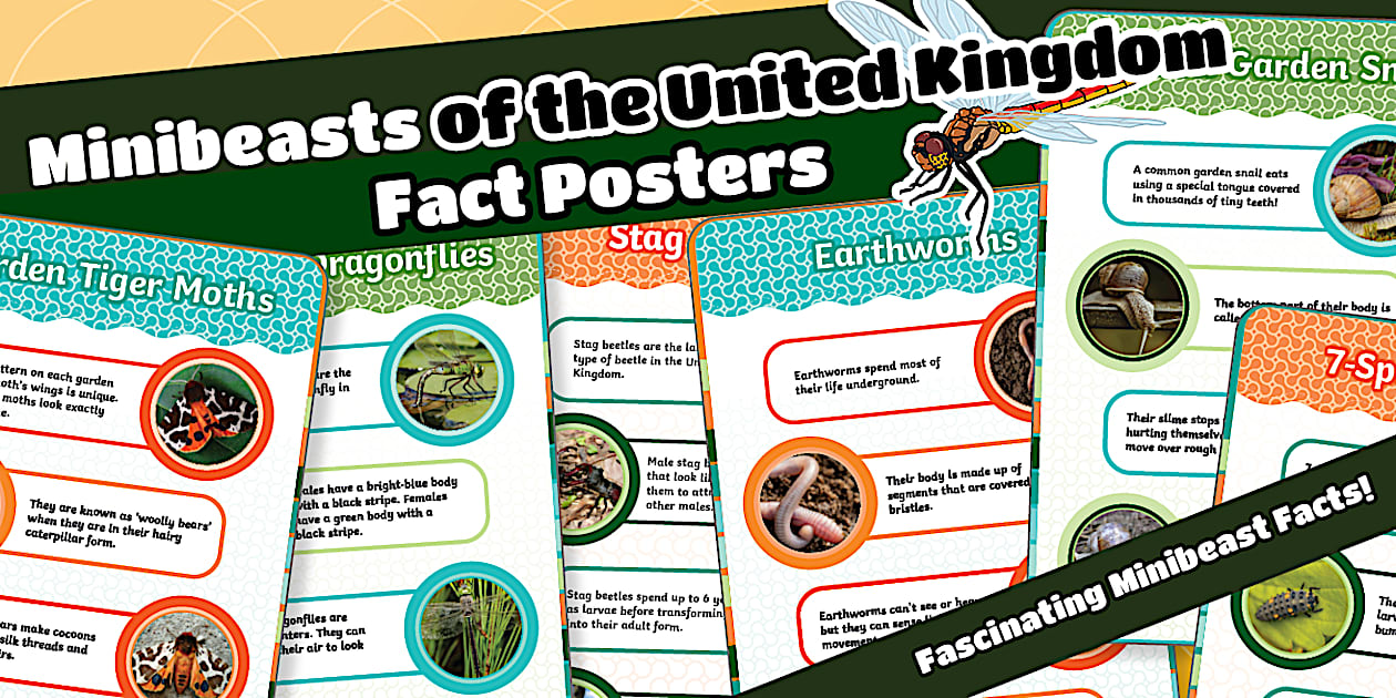 KS1 Minibeasts of the United Kingdom Fact Posters