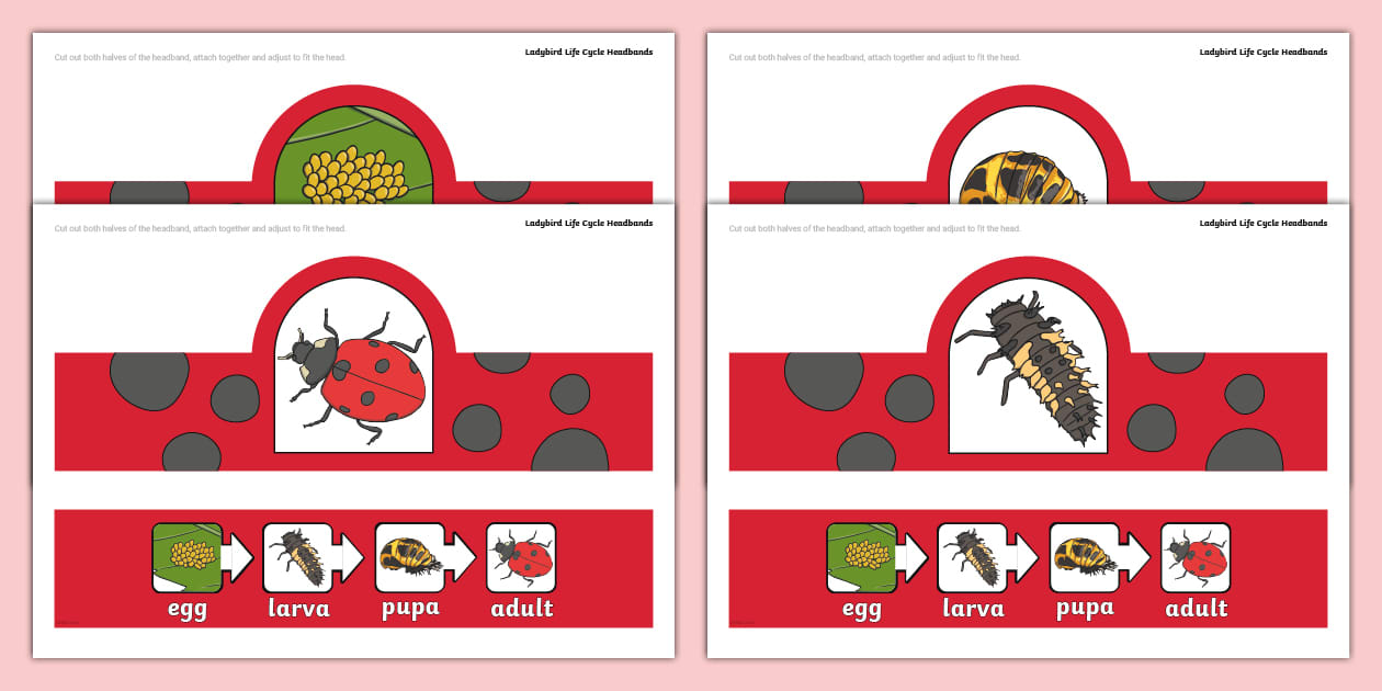 Ladybird Life Cycle Headbands - Twinkl - KS1 (teacher made)