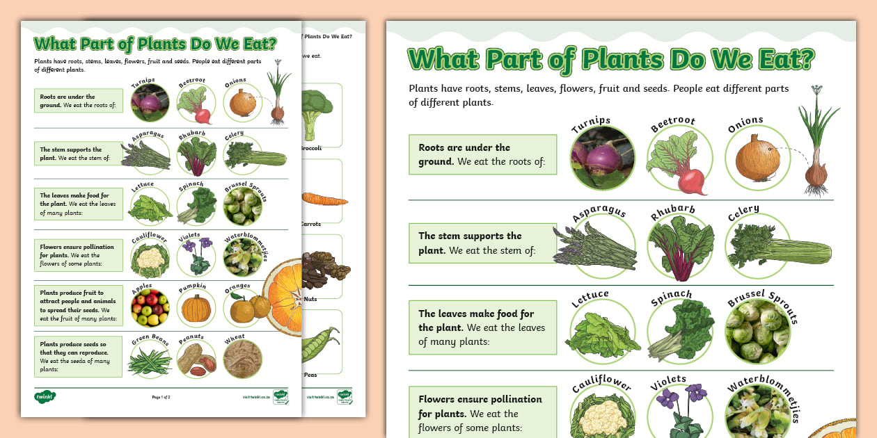 What Part of Plants do we Eat – Activity Sheet - Twinkl