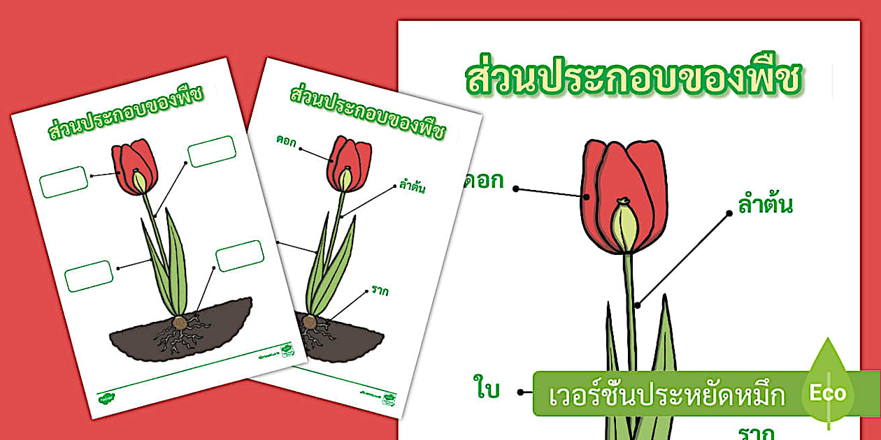 ใบความรู้และใบงานส่วนประกอบของพืช - Parts of a Plant Worksheet