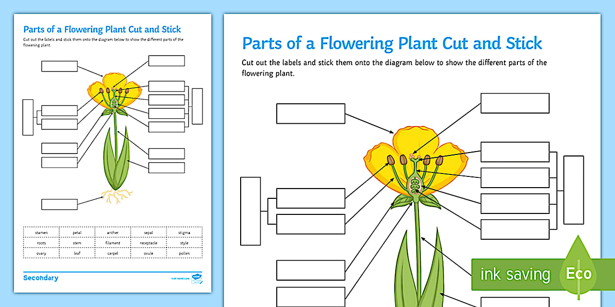 Flowering Plants Cut and Stick Worksheet - Plant Science