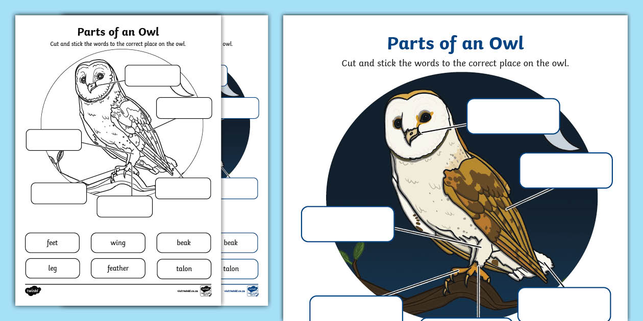 Owl Labelling Worksheet (teacher made) - Twinkl