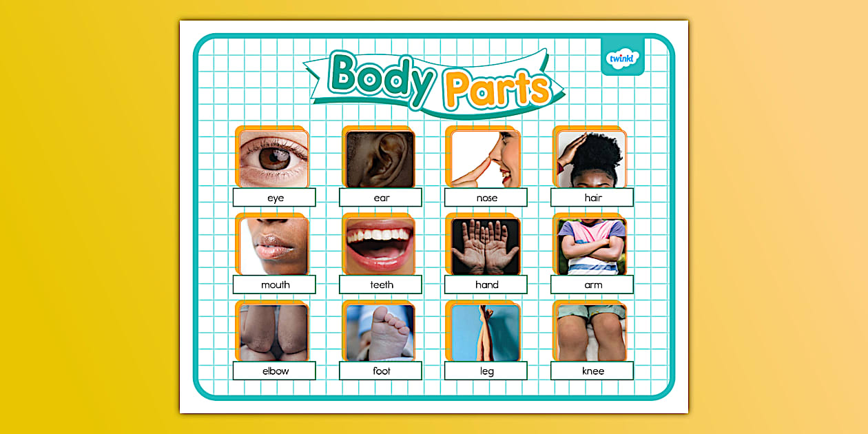 Body Parts Vocabulary | The Human Body | Twinkl USA - Twinkl