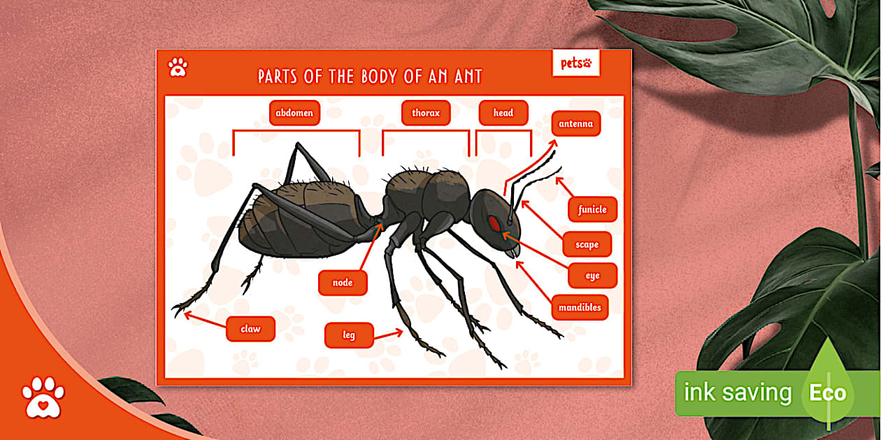Parts of the Body of an Ant - Ant Anatomy Poster - Pets
