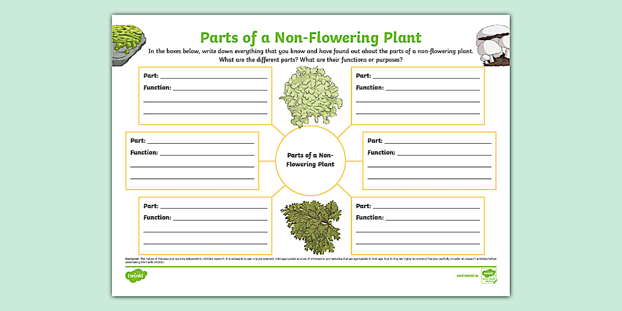 Parts of a Non-Flowering Plant Mind Map