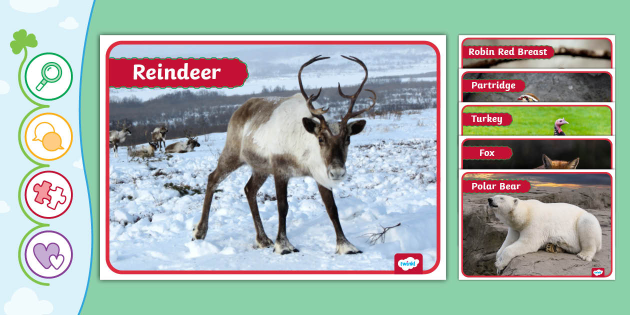 Animals Associated With Christmas Photos - Twinkl